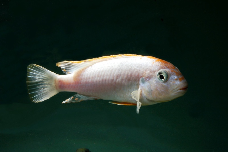 Pseudotropheus sp. 'red top ndumbi' Ndumbi Point; Pseudotropheus sp ...