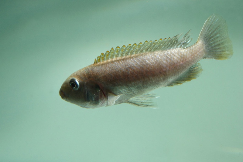 Pseudotropheus sp. 'red top ndumbi' Ndumbi Point; Pseudotropheus sp ...