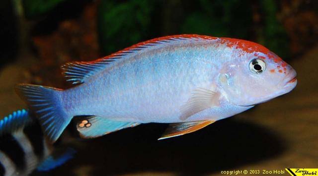 Pseudotropheus sp. 'red top ndumbi' Ndumbi Point; Pseudotropheus sp ...