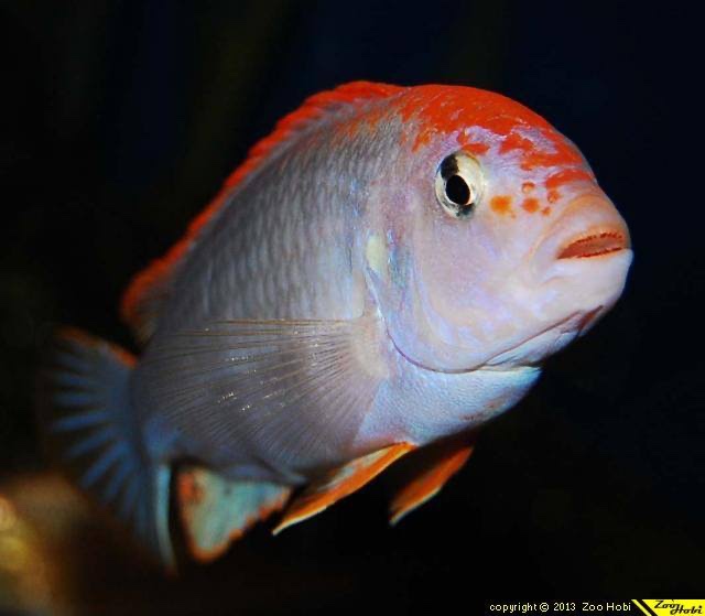 Pseudotropheus sp. 'red top ndumbi' Ndumbi Point; Pseudotropheus sp ...