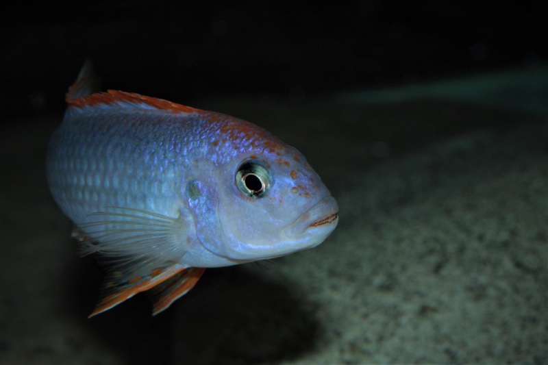 Pseudotropheus sp. 'red top ndumbi' Ndumbi Point; Pseudotropheus sp ...