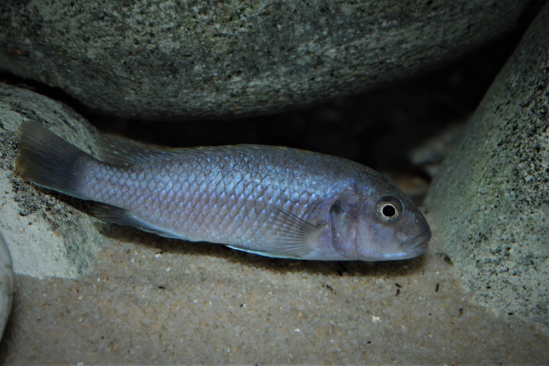 Pseudotropheus sp. 'red top ndumbi' Ndumbi Point; Pseudotropheus sp ...