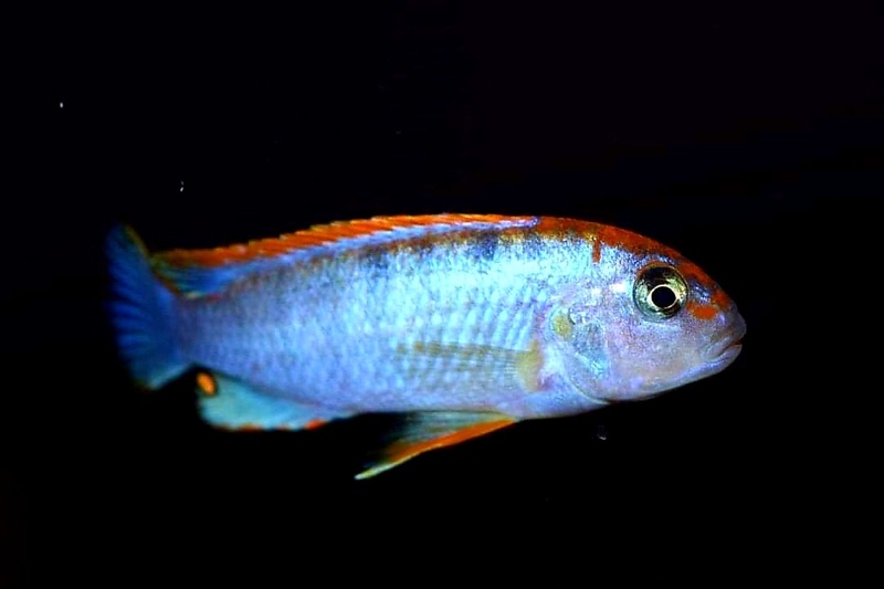 Pseudotropheus sp. 'red top ndumbi' Ndumbi Point; Pseudotropheus sp ...