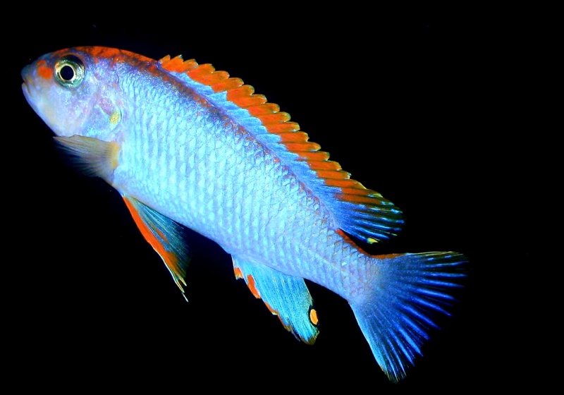 Pseudotropheus sp. 'red top ndumbi' Ndumbi Point; Pseudotropheus sp ...