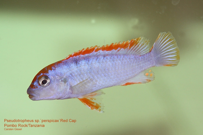 Pseudotropheus sp. 'red top ndumbi' Pombo Rocks; Pseudotropheus sp ...