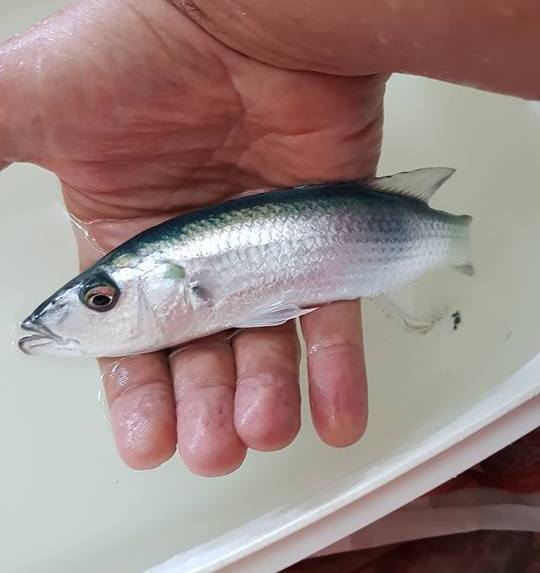 Rhamphochromis longiceps (unknown locality)