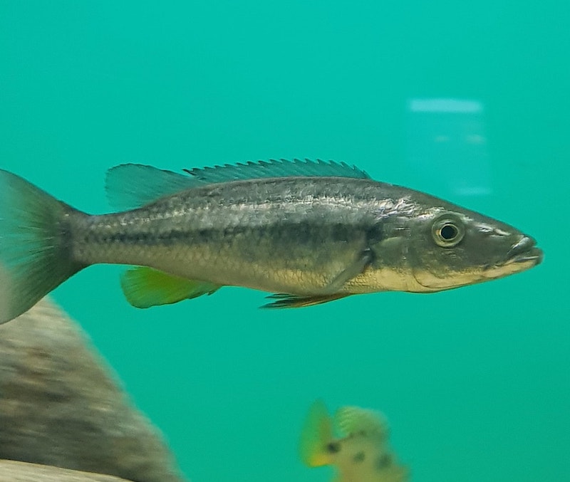 Rhamphochromis longiceps (unknown locality)