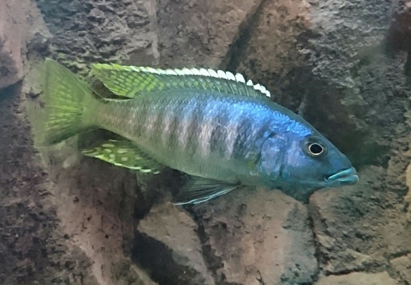 Sciaenochromis ahli 'Chimwalani (Eccles) Reef'