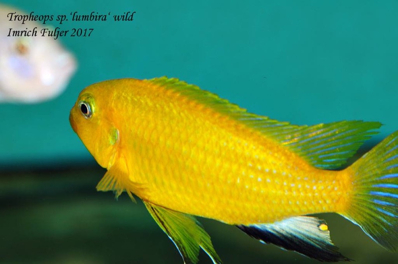 Tropheops macrophthalmus 'Lumbira'