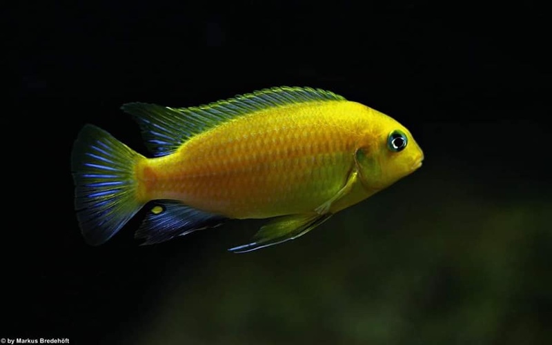 Tropheops macrophthalmus 'Lumbira'