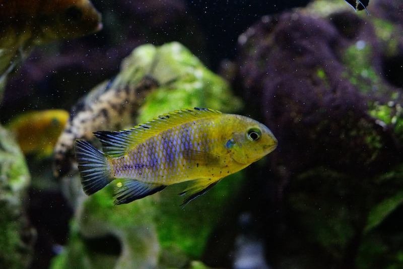 Tropheops sp. 'mauve yellow' Magunga