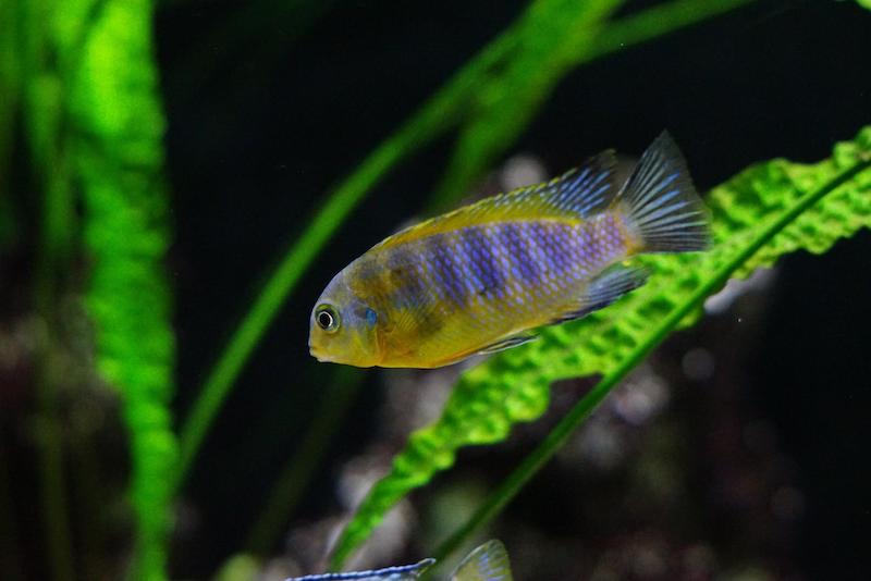 Tropheops sp. 'mauve yellow' Magunga