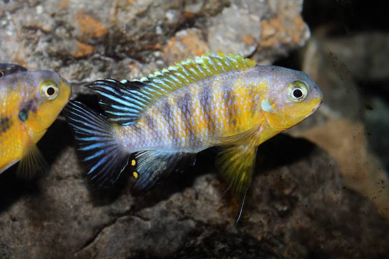 Tropheops sp. 'mauve yellow' Magunga