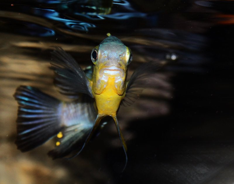 Tropheops sp. 'mauve yellow' Magunga