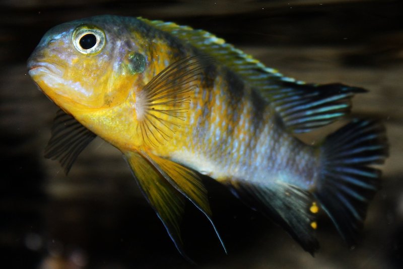Tropheops sp. 'mauve yellow' Magunga