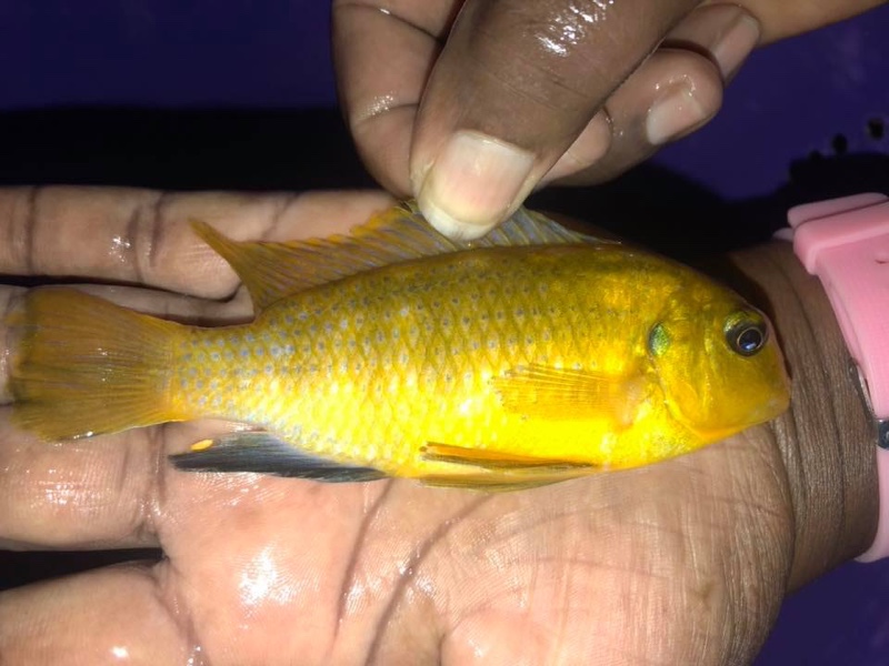 Tropheops sp. 'mauve yellow' Minos Reef