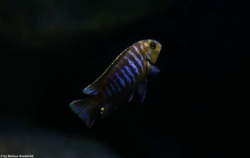 Tropheops sp. 'membe' Likoma Island