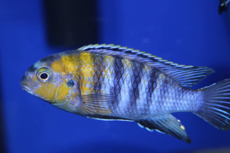 Tropheops sp. 'red cheek' Chizumulu Island