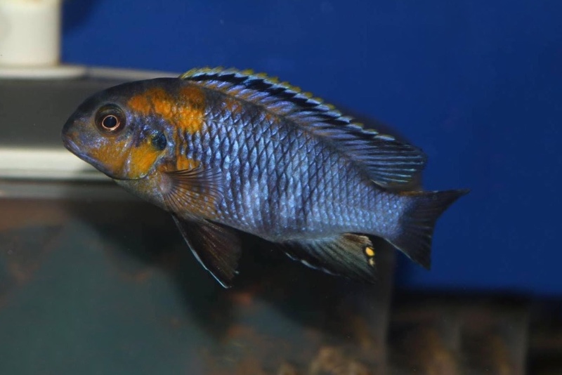 Tropheops sp. 'red cheek' Chizumulu Island