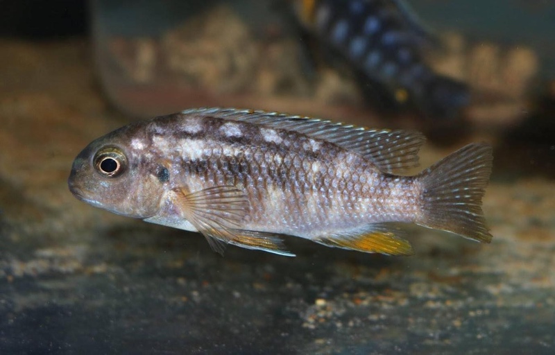Tropheops sp. 'red cheek' Chizumulu Island