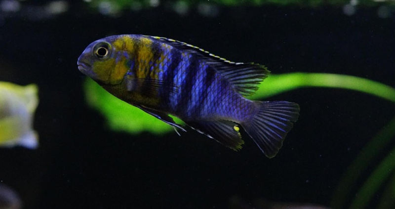 Tropheops sp. 'red cheek' Chizumulu Island