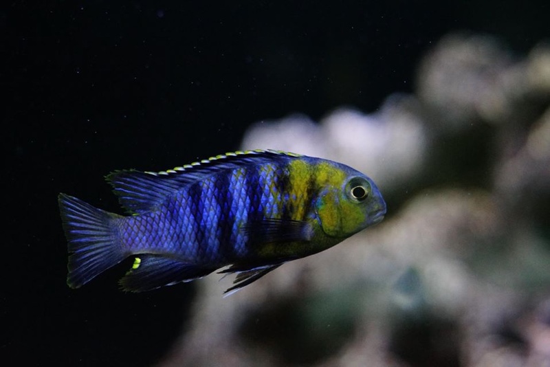 Tropheops sp. 'red cheek' Chizumulu Island