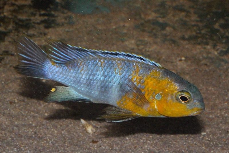 Tropheops sp. 'red cheek' Chizumulu Island
