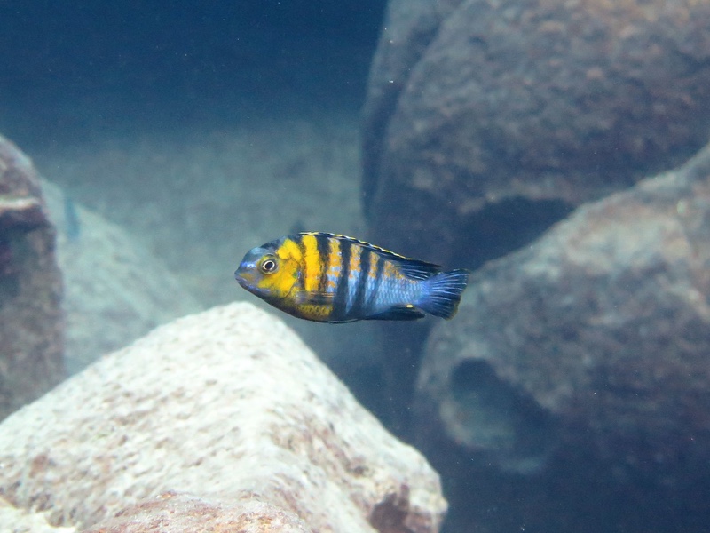 Tropheops sp. 'red cheek' Likoma Island