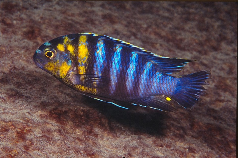 Tropheops sp. 'red cheek' Likoma Island