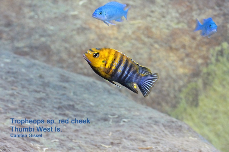 Tropheops sp. 'red cheek' Thumbi West Island