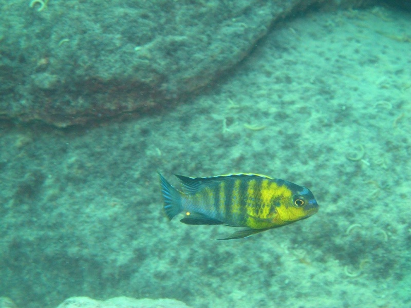 Tropheops sp. 'red cheek' Thumbi West Island