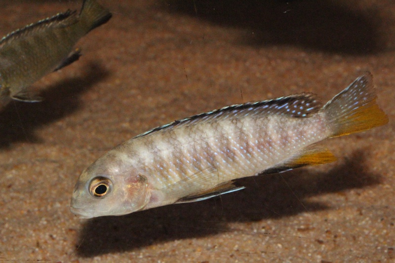Tropheops sp. 'red fin' Usisya
