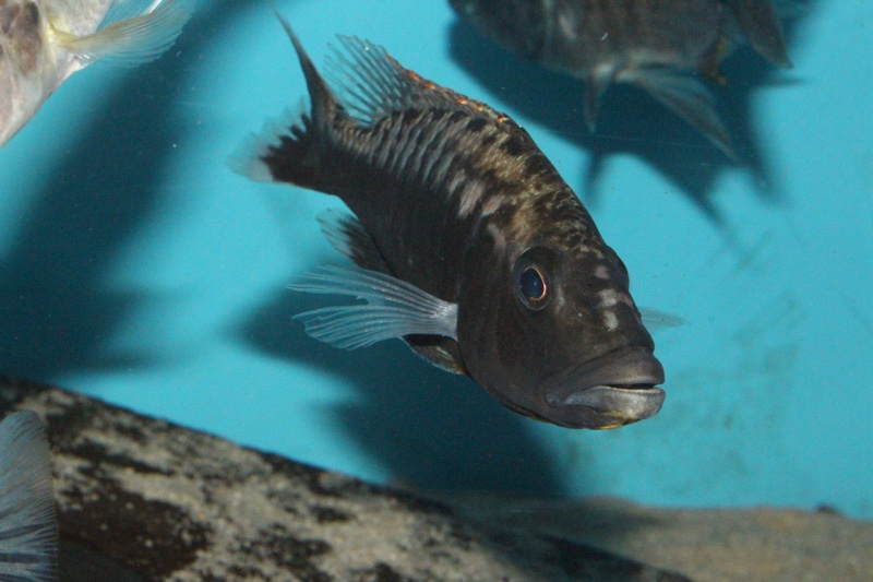 Tyrannochromis polyodon (unknown locality)