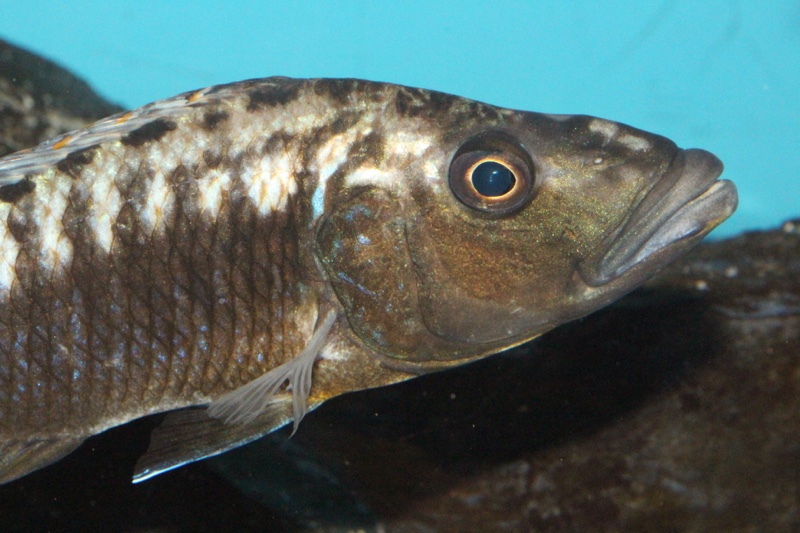 Tyrannochromis polyodon (unknown locality)