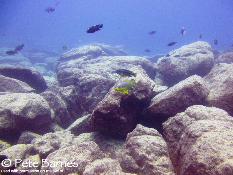 Machili Island, Lake Malawi, Malawi