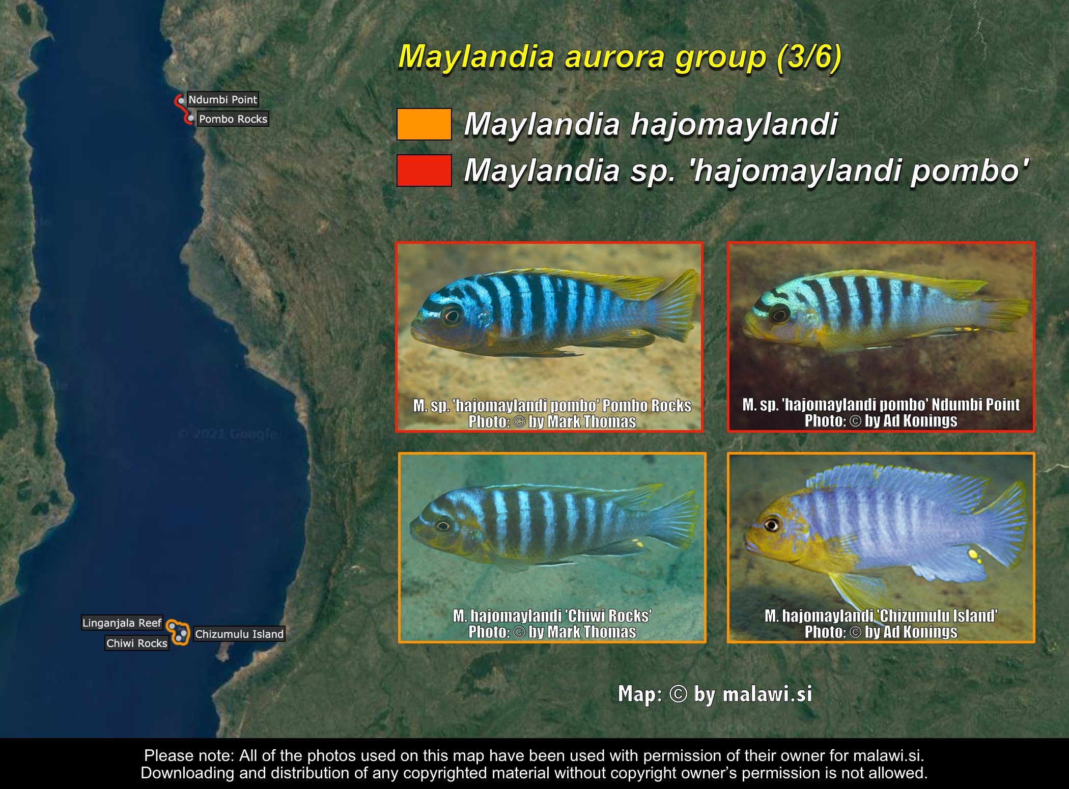 Maylandia aurora group (3/6)