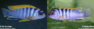 Labidochromis