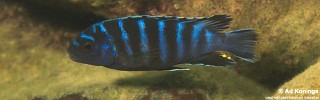 Labidochromis