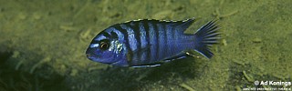Labidochromis