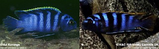 Labidochromis