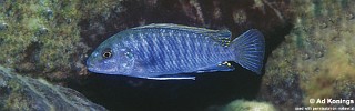 Labidochromis
