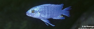 Labidochromis