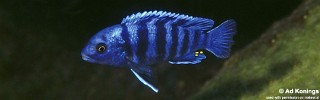 Labidochromis