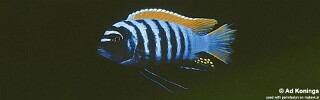 Maylandia emmiltos; Metriaclima emmiltos